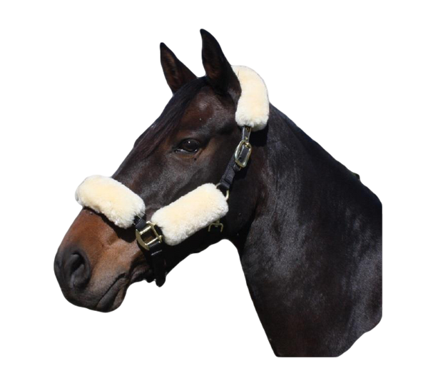 TopTac Merino Wool Halter Fleece 4 Piece Set - Natural - NextGen Equine